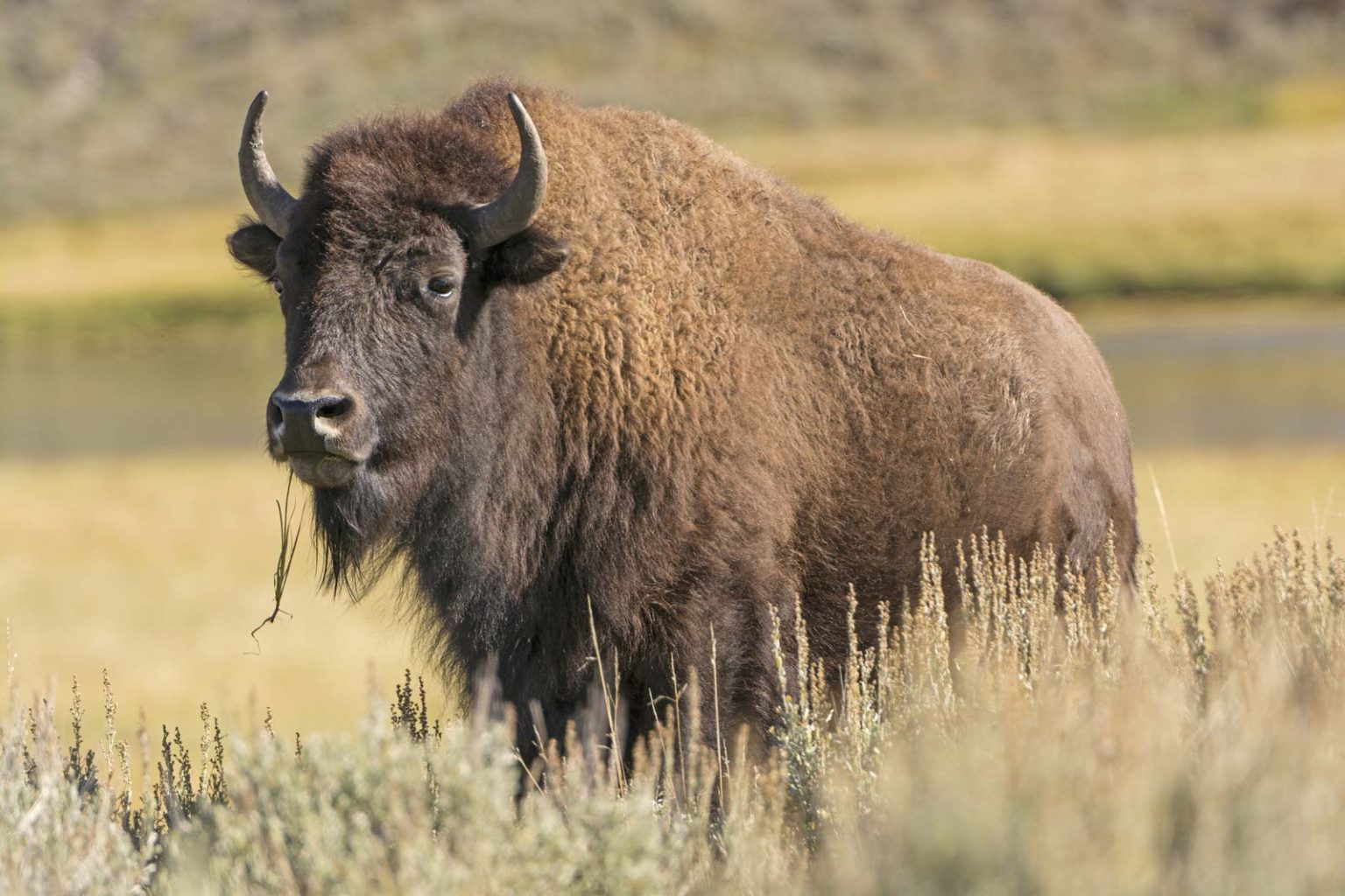 bison-American-Yellowstone-National-Park-Wyoming – Legacy Outdoors bison-American-Yellowstone-National-Park-Wyoming – Legacy Outdoors